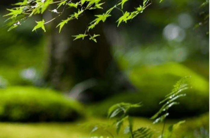 SFDR: The European SFDR Regulation on ESG Disclosure in Finance | Iason ltd